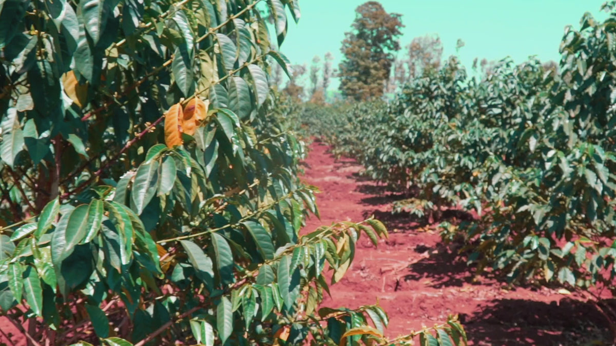 Paddy & Scott's | Coffee, Brew bags and direct trade farm project.